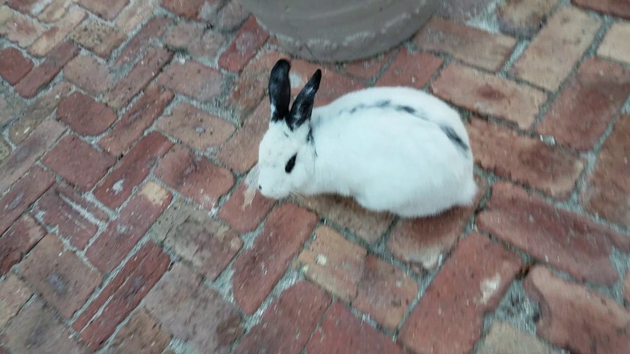 Where In The World Is Kate? Part 1 - the Bunny Story from Key West ...