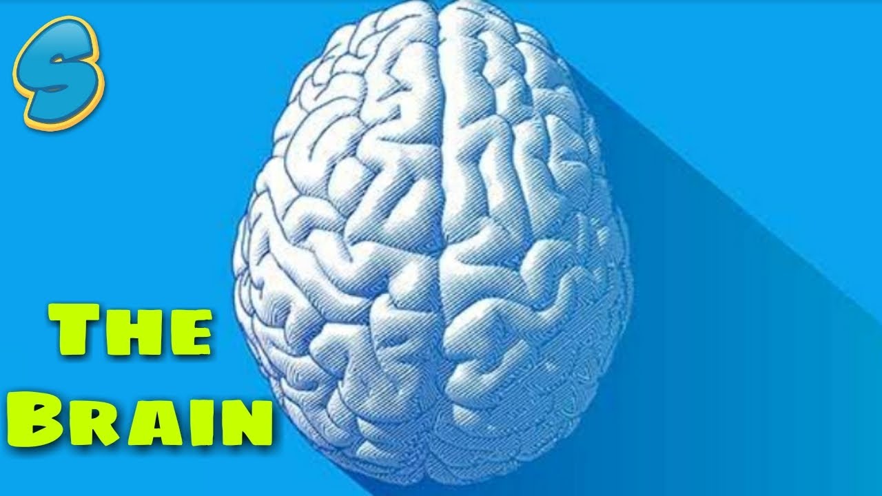 The central nervous system (በአማርኛ) Grade 10 Biology Unit 3 Part 2 - YouTube