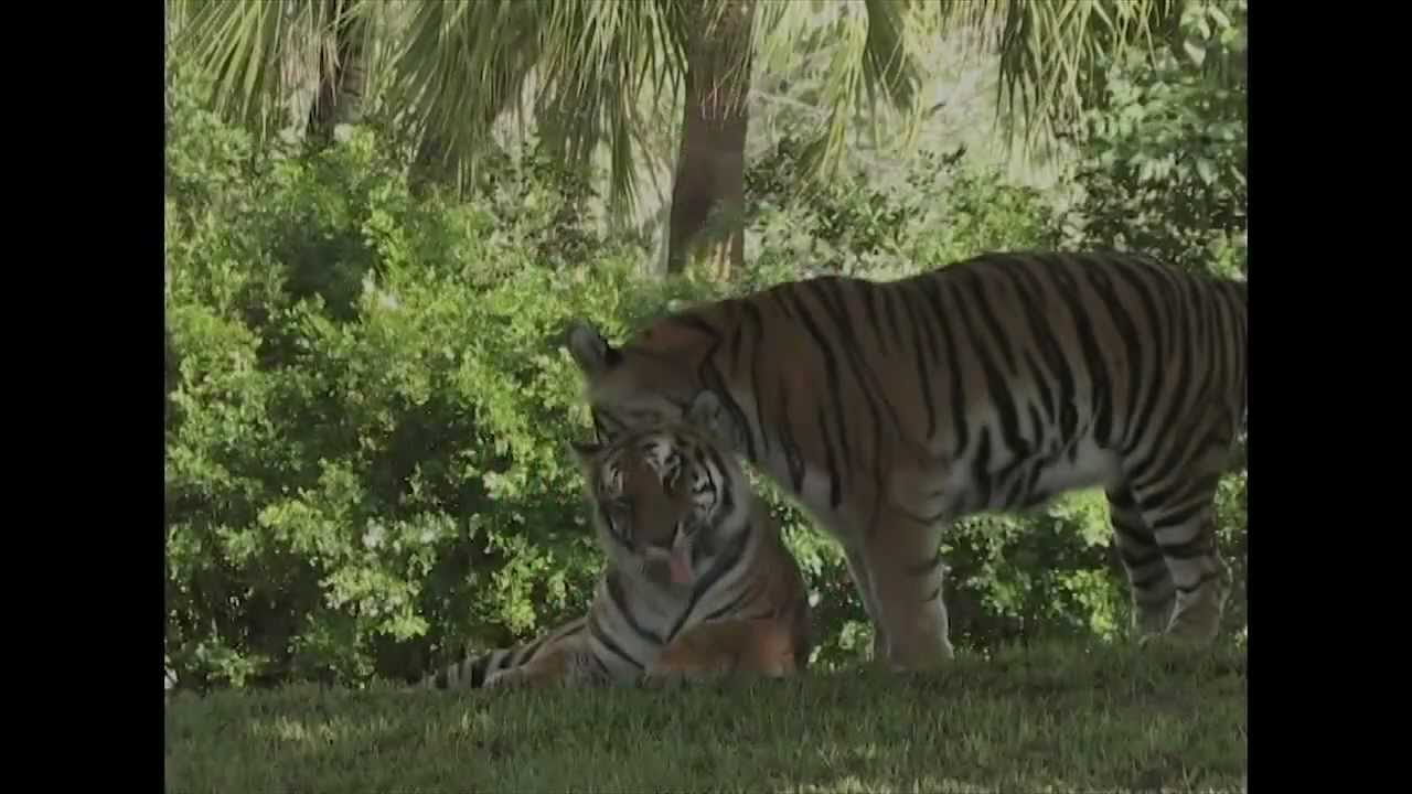 Tiger Teamwork - Tvey Roche Carlita -The Tiger Team - YouTube