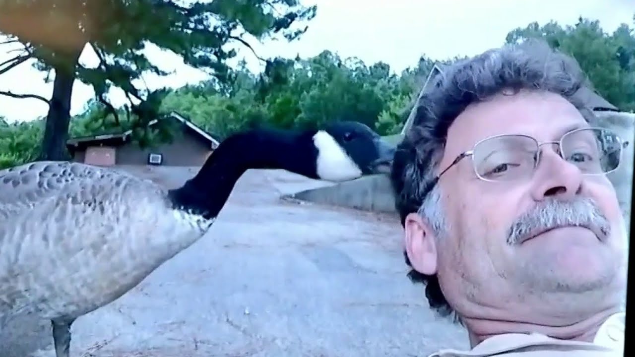 Man befriends rescued goose - YouTube
