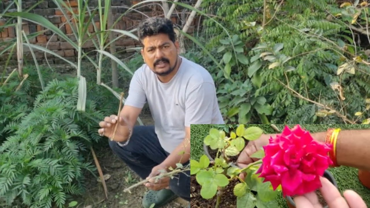 गुलाब की कटिंग कैसे लगाए lHwo To Grow Rose Plant At Home l Gulab Ki ...