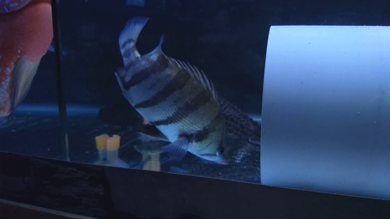 Silver Datnoid. American Tiger - YouTube