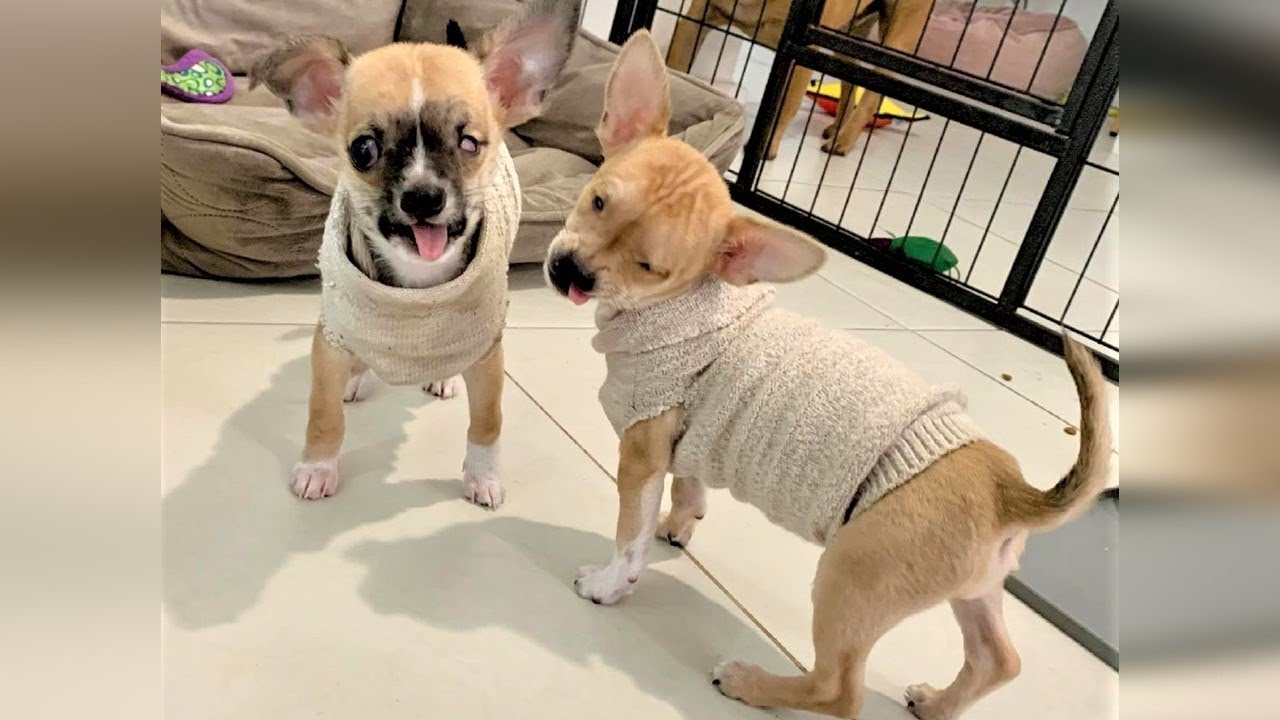 2 Pups Were Born Without Sight - YouTube