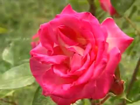 Cemal Kuru - Davet