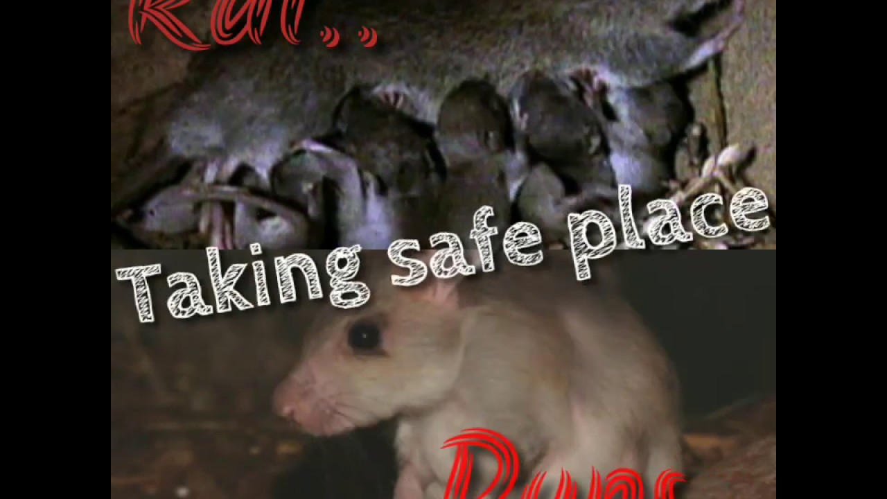 Rat Pups | Rat taking her pups to safe place | Rat Catching Pups with ...