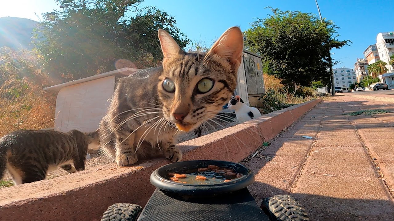 Robot brought food to cats, cats are shocked! - YouTube