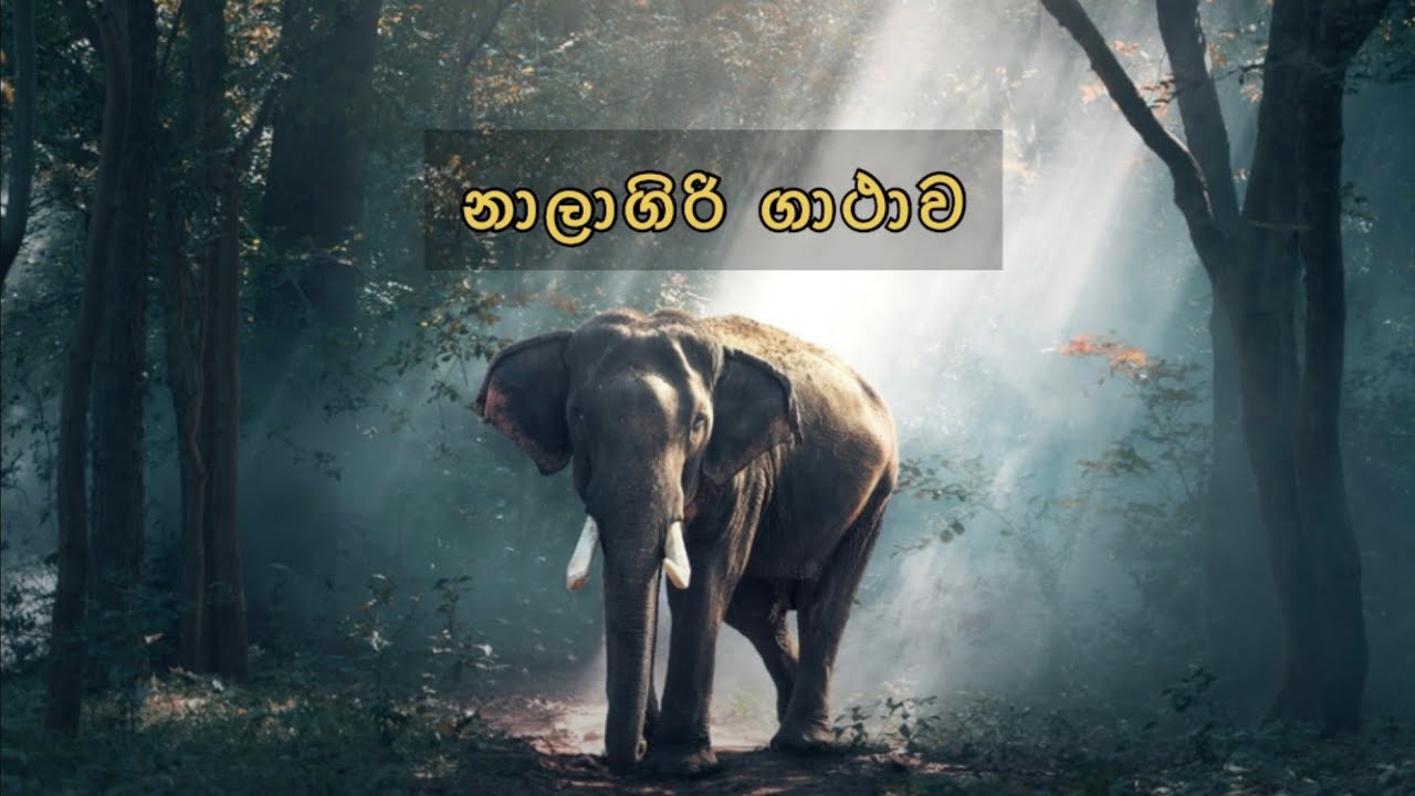 Nalagiri gathawa - මහා බලගතු නාලාගිරි ගාථාව - YouTube