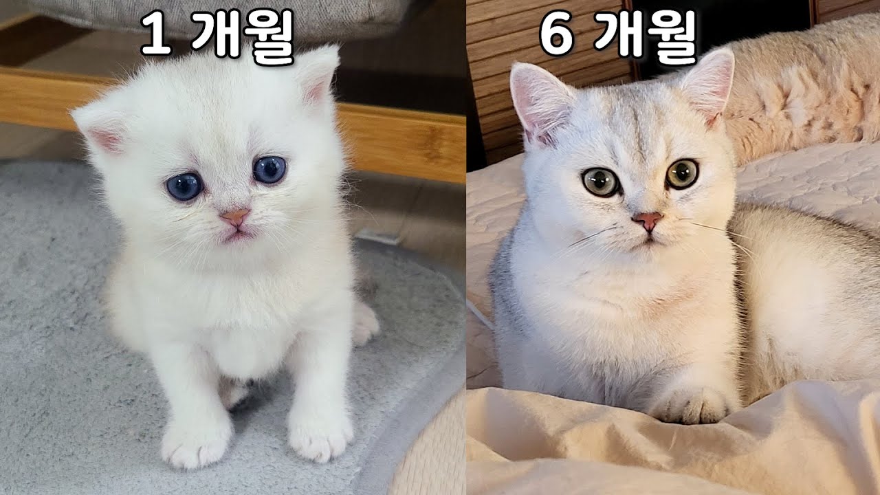 아기고양이 오슈의 탄생 부터 6개월 까지의 변화 Youtube