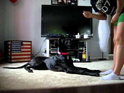 Smart Great Dane puppy tricks