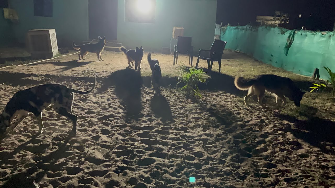 Beautiful Females of my Dog Farm 😱 - YouTube