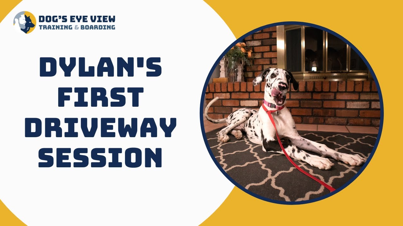 Training a puppy the basics - Dylan's First Driveway Session - Dog's ...