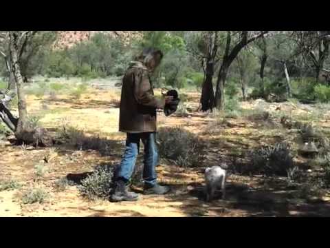 How to Catch a Kangaroo - YouTube