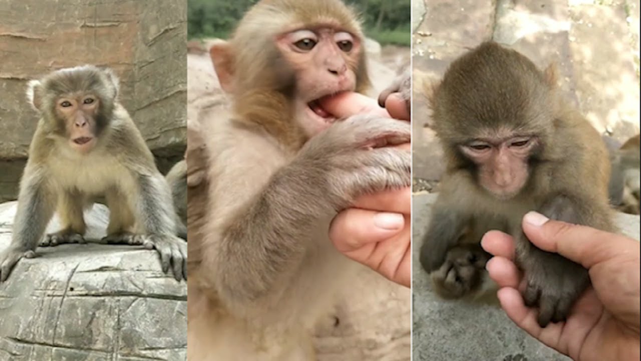 Monkey Funny, Monkey Smart, Monkey Cute !! - YouTube