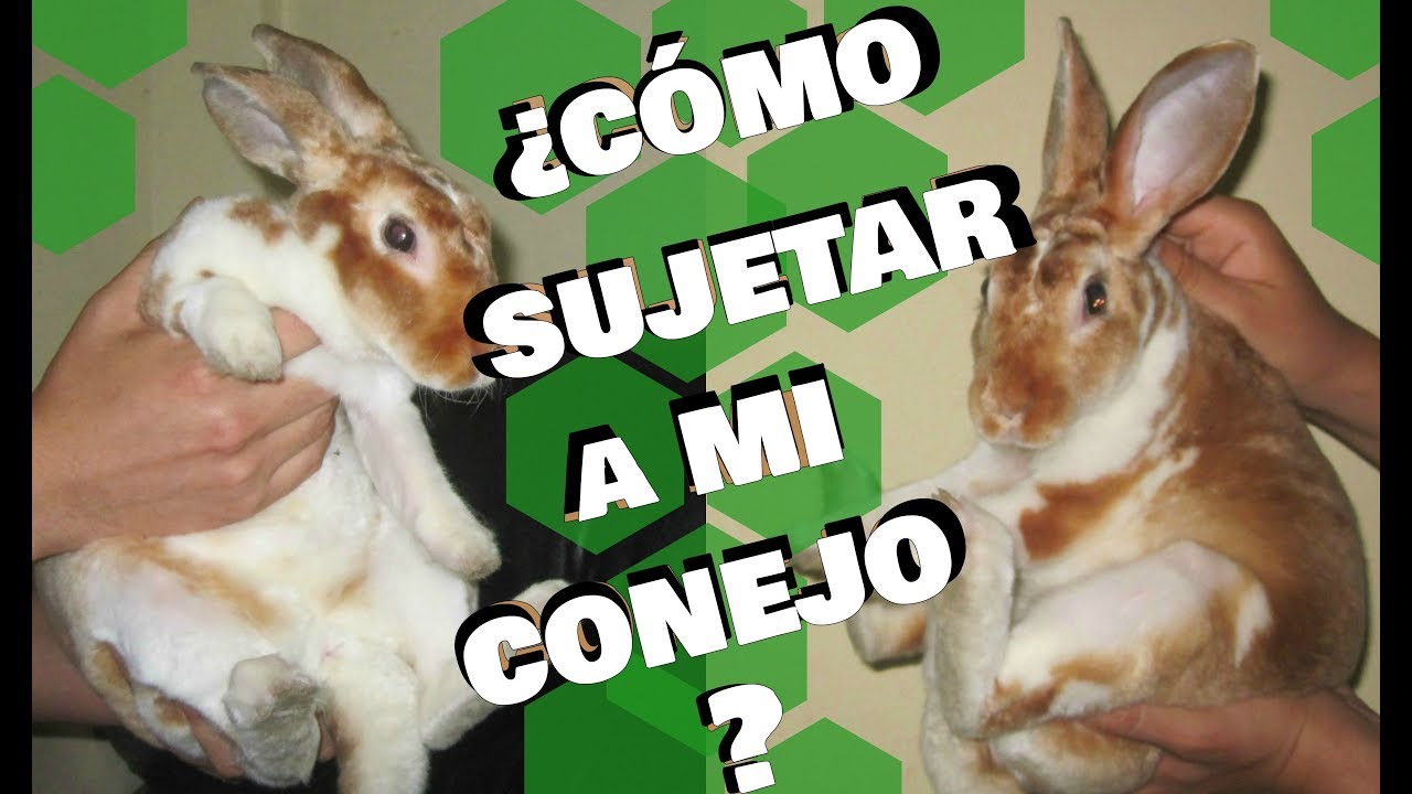 ¿Cómo cargar a un conejo? Les enseño 2 formas de sujetar | Las bestias ...