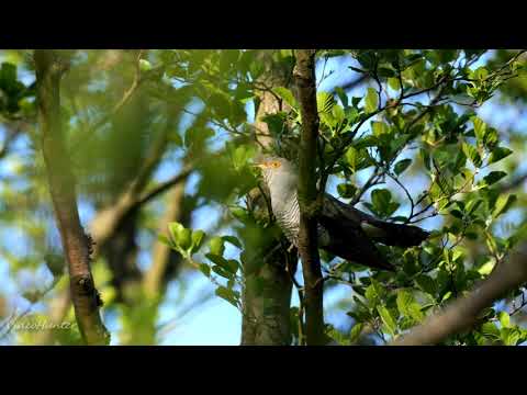 COMMON CUCKOO bird song / Kukučka obyčajná volanie / Cuculus canorus /Kuckuck / Coucou gris