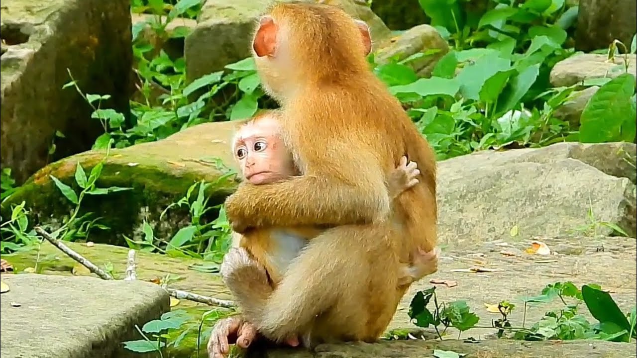 OMG, baby monkey Rainbow hugs baby monkey Lucie runs off from pigtail ...