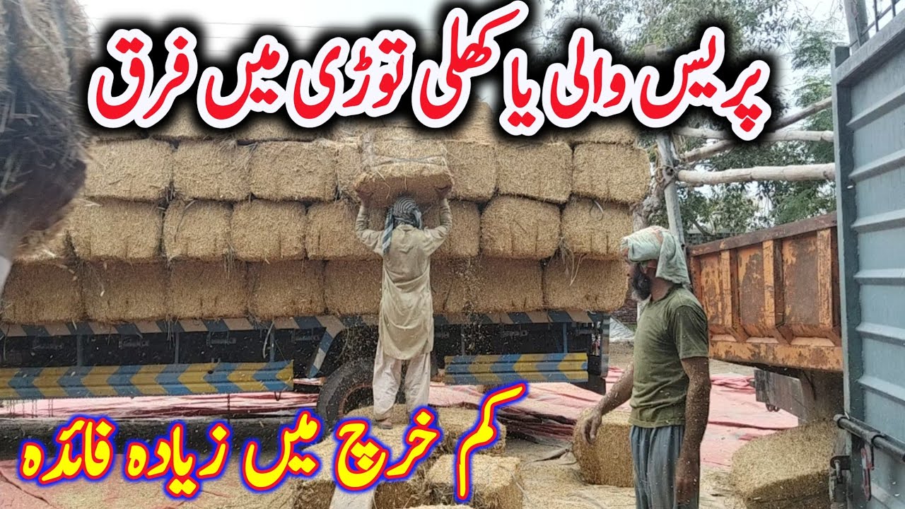 Benefits of wheat straw 🌾 /toori ka estmal /#shahmuqeemcattlefarm # ...