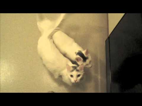 Kitten Tango - YouTube