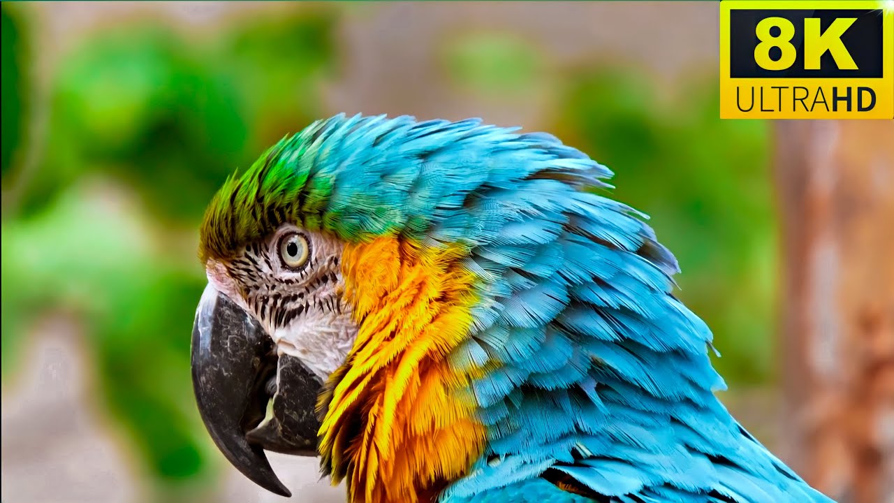 THE WORLD OF BIRDS in 8K ULTRA HD - YouTube