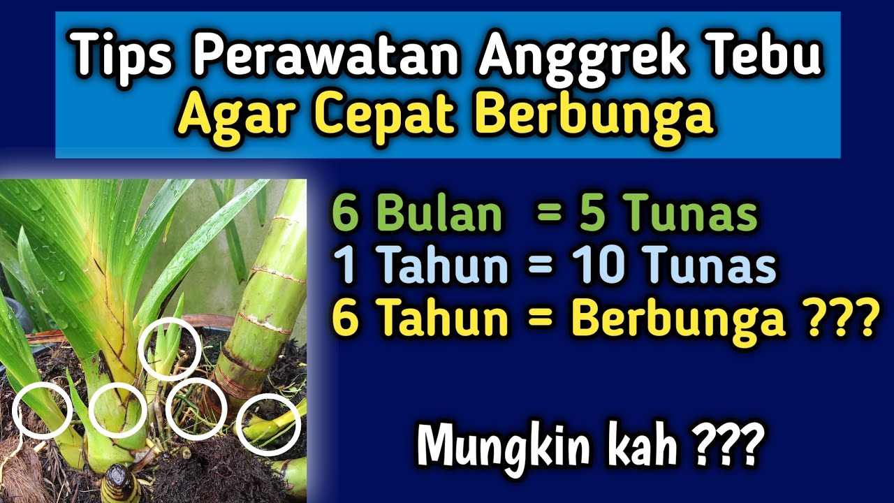Cara Cepat MEMBUNGAKAN ANGGREK TEBU (Grammatophyllum Speciosum) - YouTube