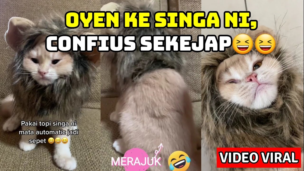 VIDEO KUCING OYEN JADI SINGA SEPET YANG COMEL - YouTube