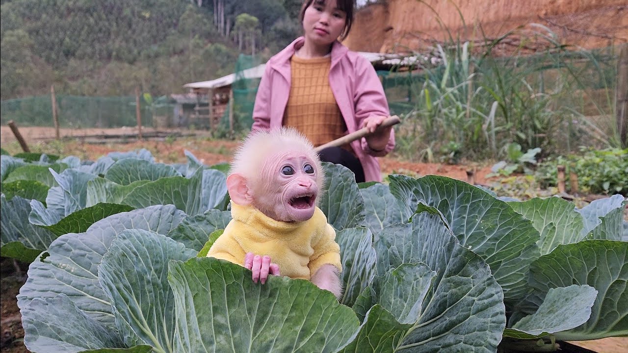 Bubu is super smart and was taught how to garden by his mother - YouTube