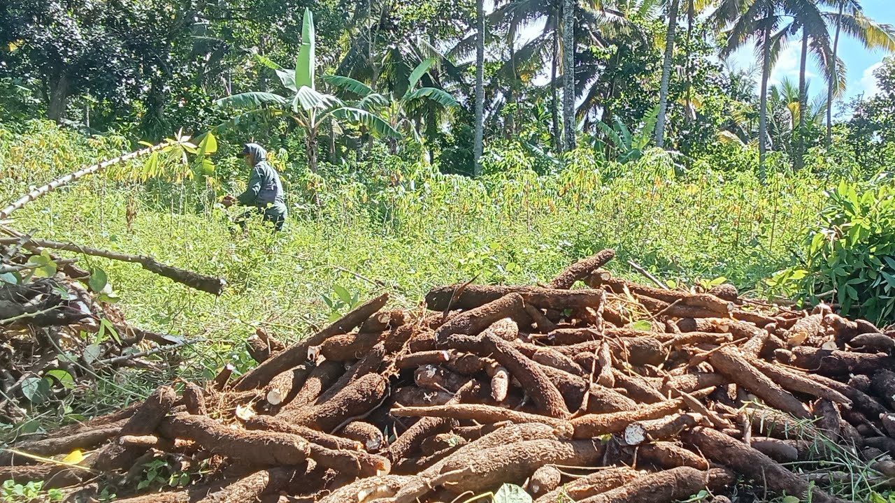 PROSES PENGAMBILAN SINGKONG DIKEBUN UNTUK PEMBUATAN SINGKONG!! - YouTube