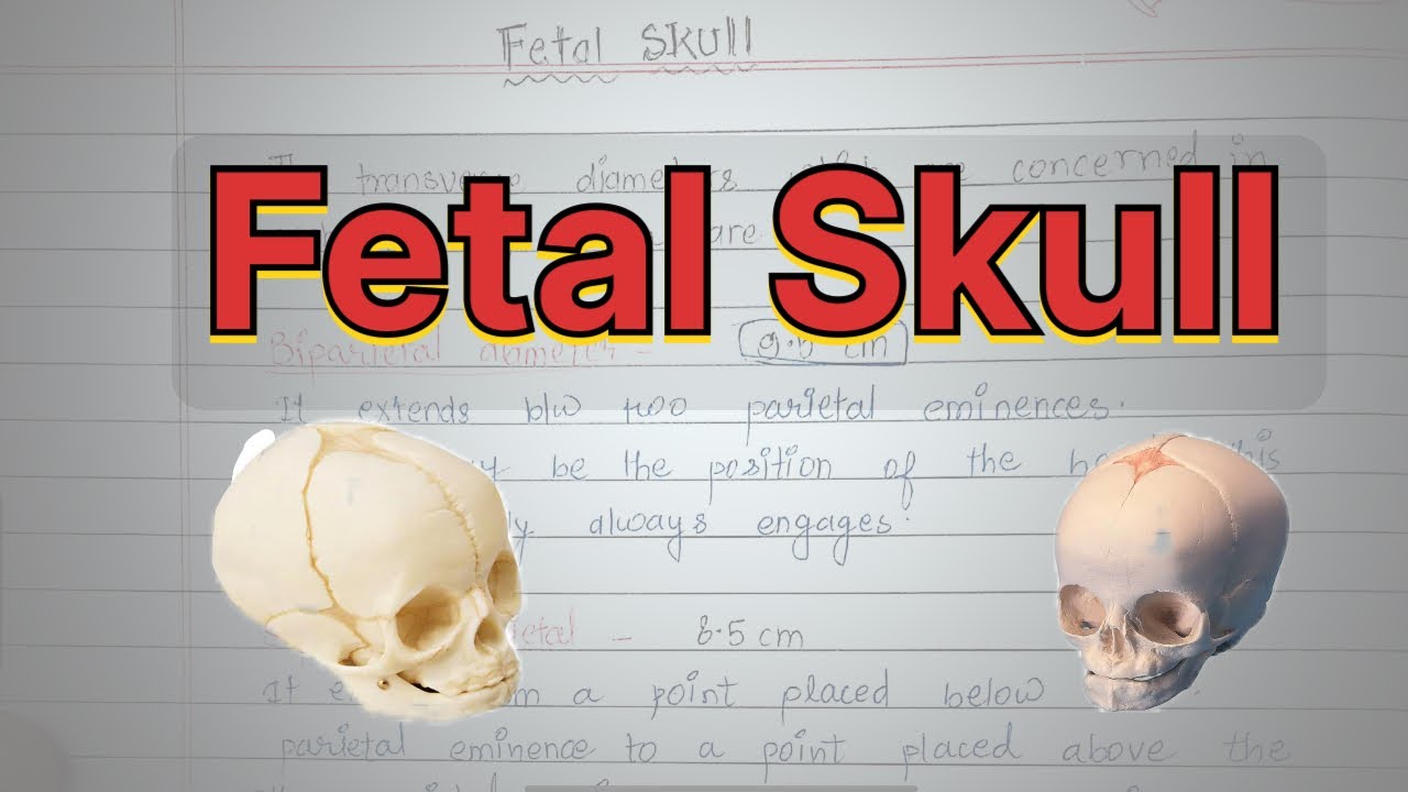 || Fetal Skull || Transverse and anteroposterior Diameter || # ...