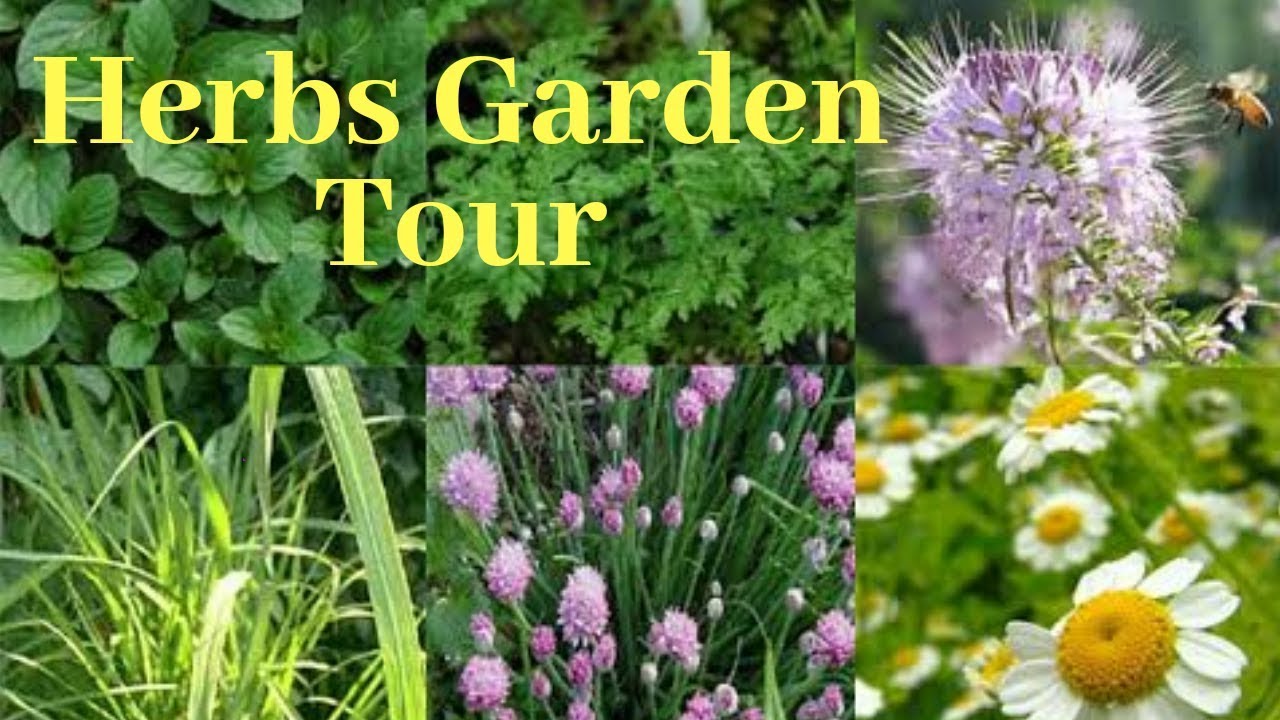 My Herbs Garden Tour||Medicinal plants tour||Kitchen garden tour - YouTube