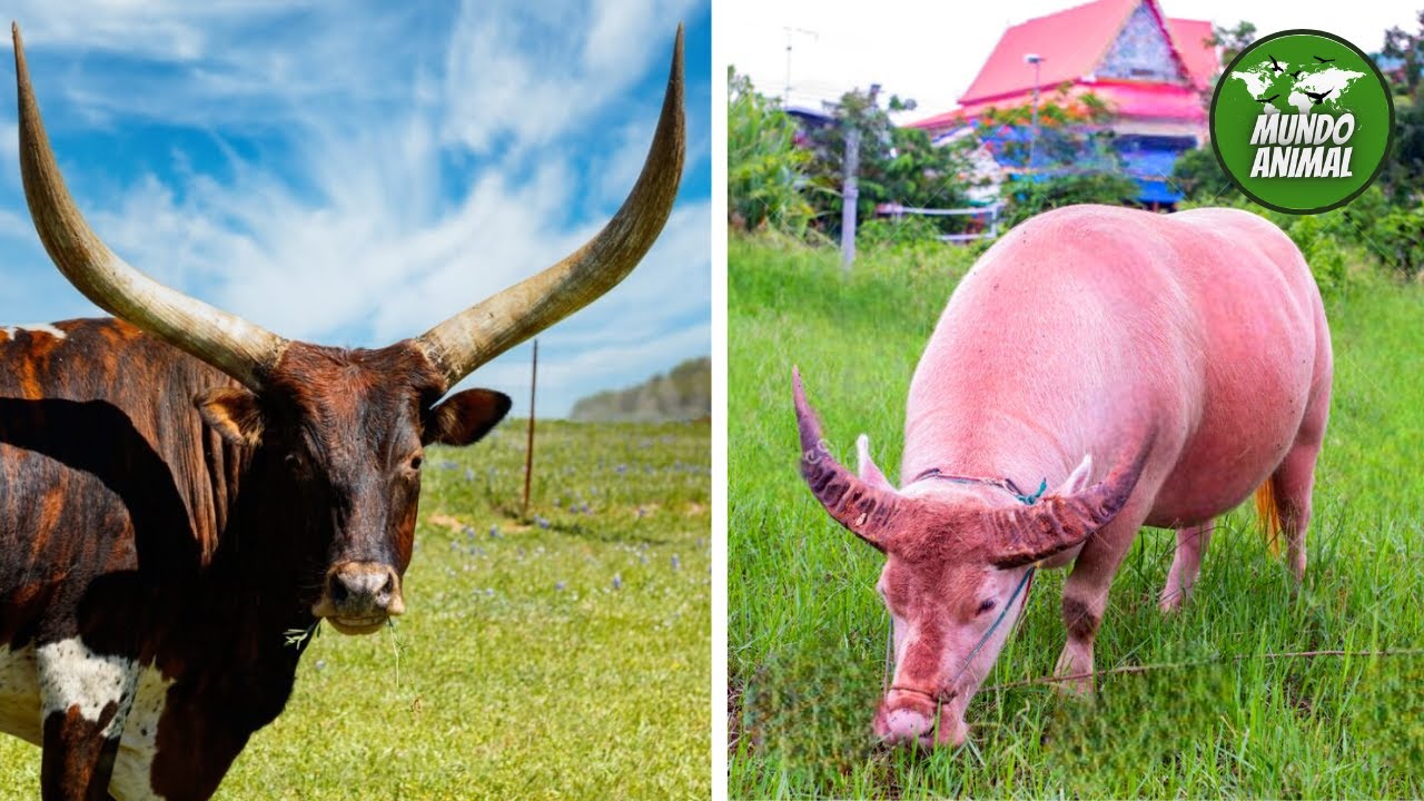 10 razas de toros ÚNICOS en el MUNDO - YouTube