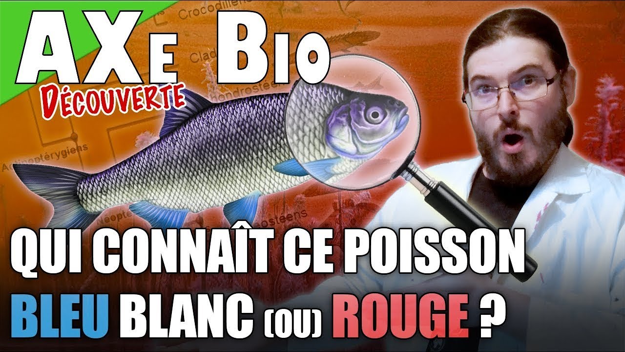🔬 Ce poisson de sport que personne ne pêche (Ide Mélanote, Leuciscus ...