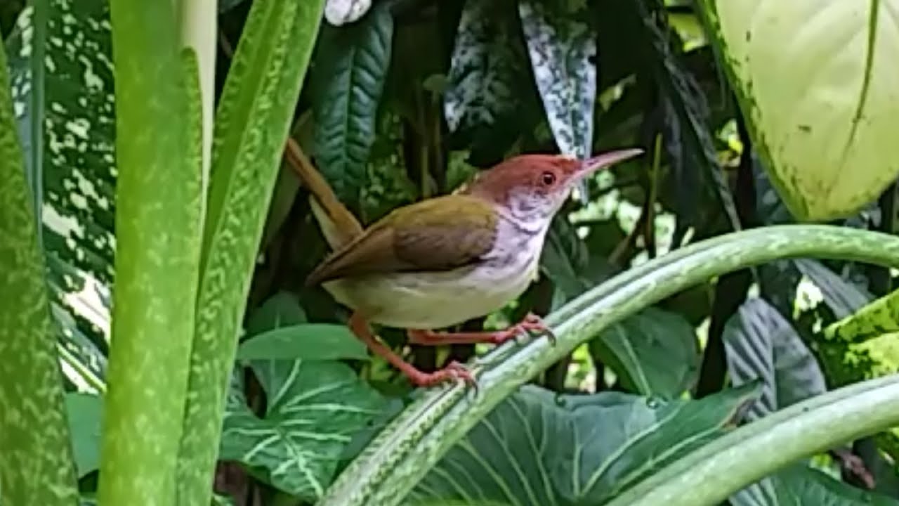 Tailorbird nest | battichcha | - YouTube