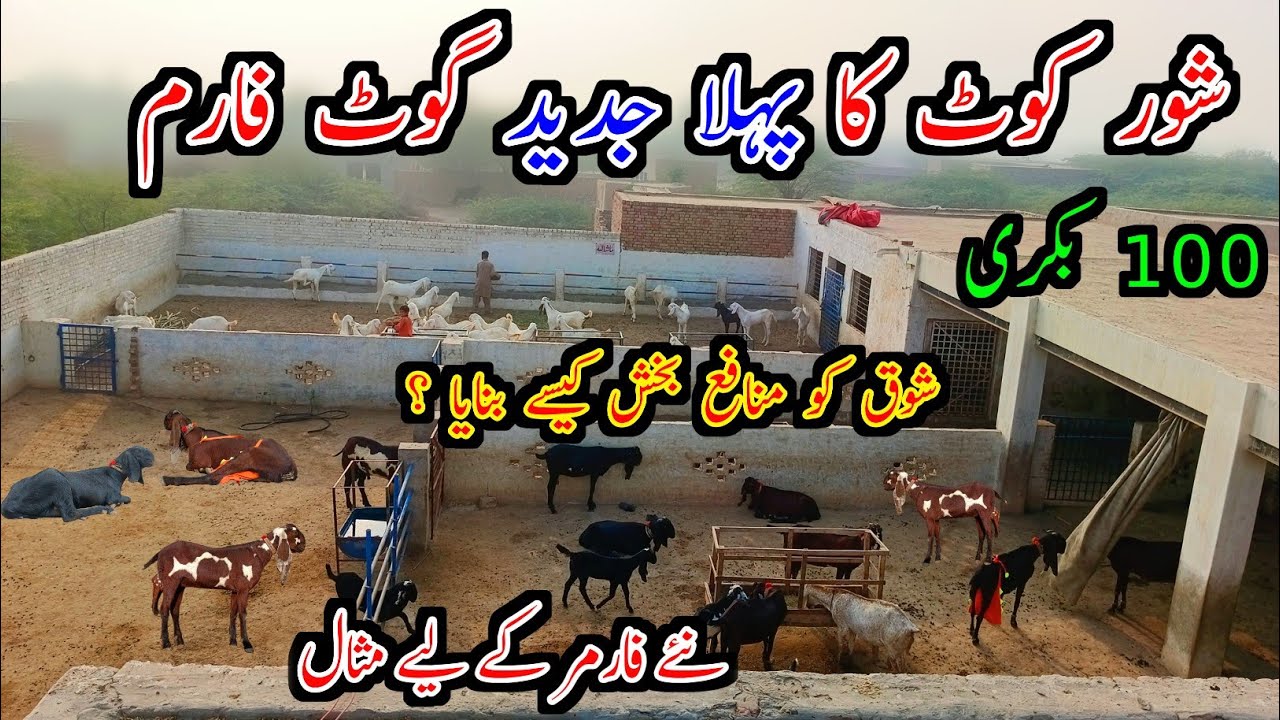 Meet The Successful Modern Goat Farmer Atif Wains - Goat Farming ...