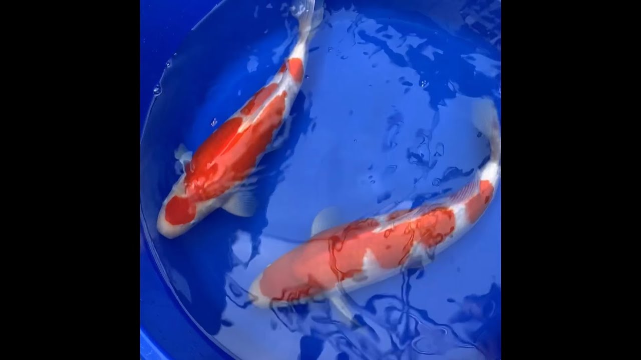 KOI COLLECTION - collecting my koi from Gatwick Koi and Queni Koi - YouTube