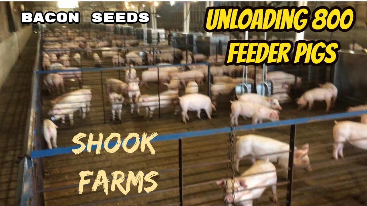 Unloading 800 feeder pigs - Shook Farms #pigs - YouTube