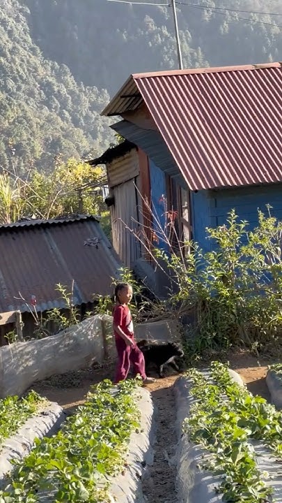 Berry Paradise: Exploring Kakani’s Organic Strawberry Farms. - YouTube