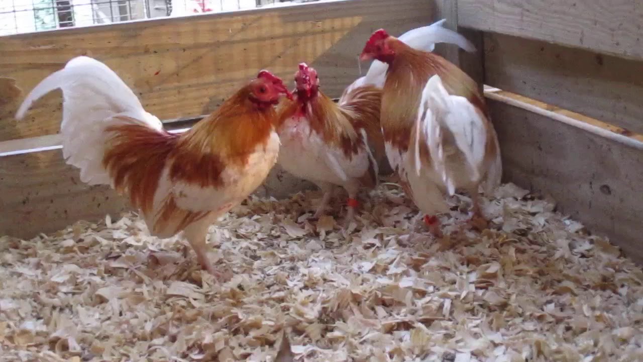 Red Pyle Bantams.381120D1 3172 423C 8865 34B7E6EBAE96 - YouTube