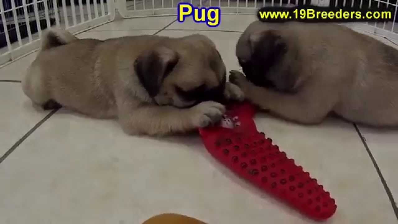 Pug, Puppies, Dogs, For Sale, In Juneau, Borough, Alaska, AK ...