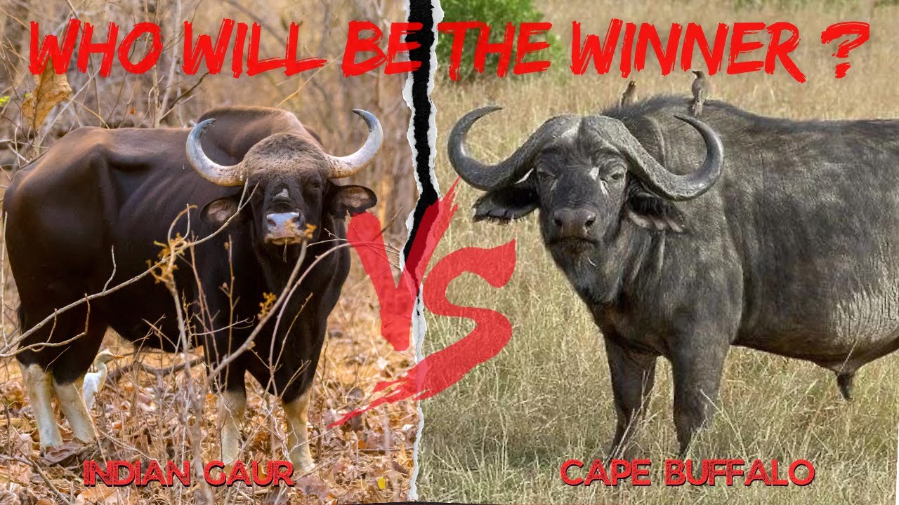 Cape Buffalo vs Indian Gaur - Who will be the winner ? - YouTube