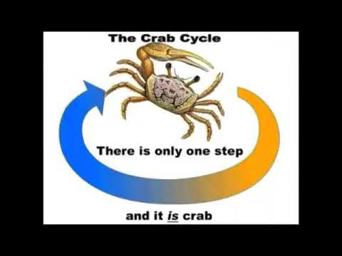 the crab cycle™ - YouTube