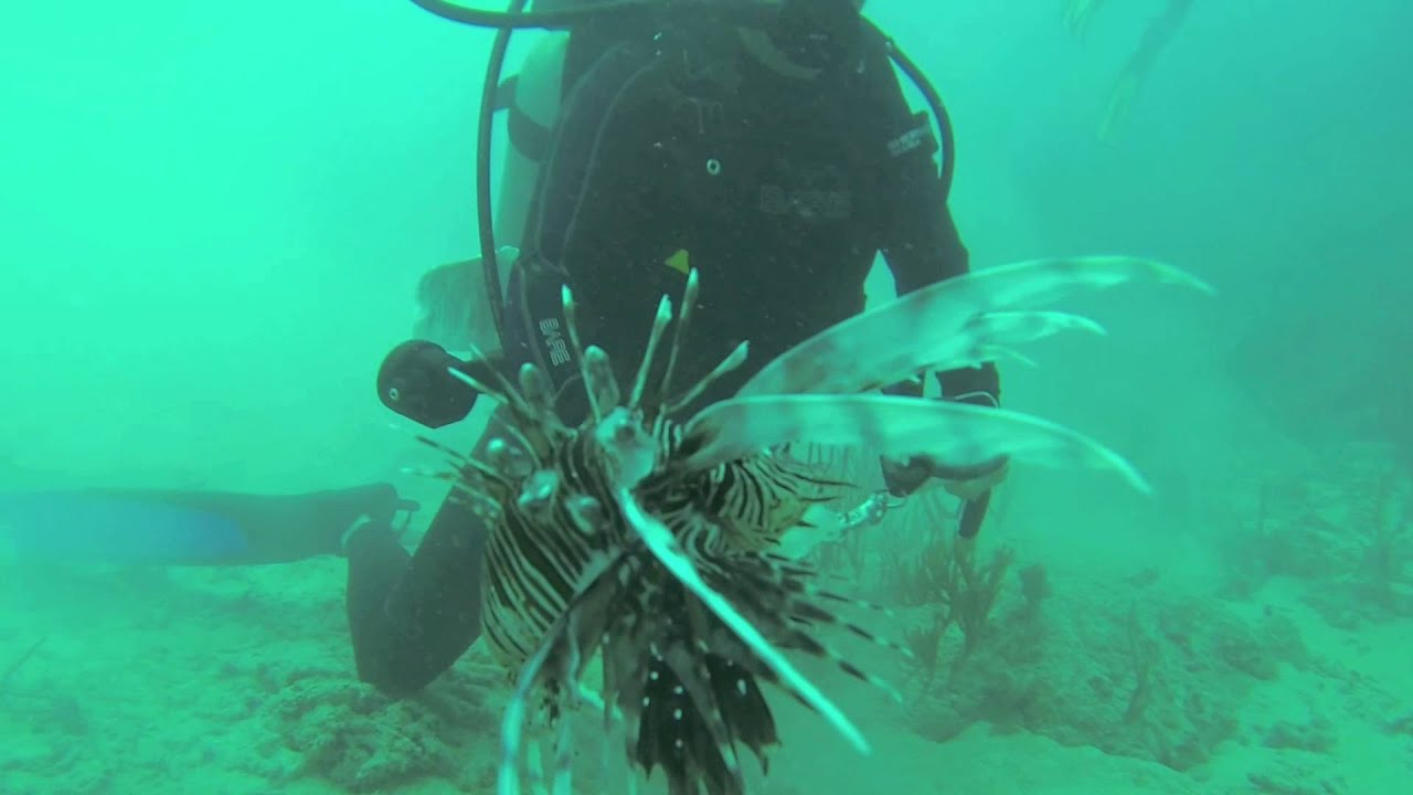 Reef Guardians, saving the Reefs of the BVI's - YouTube