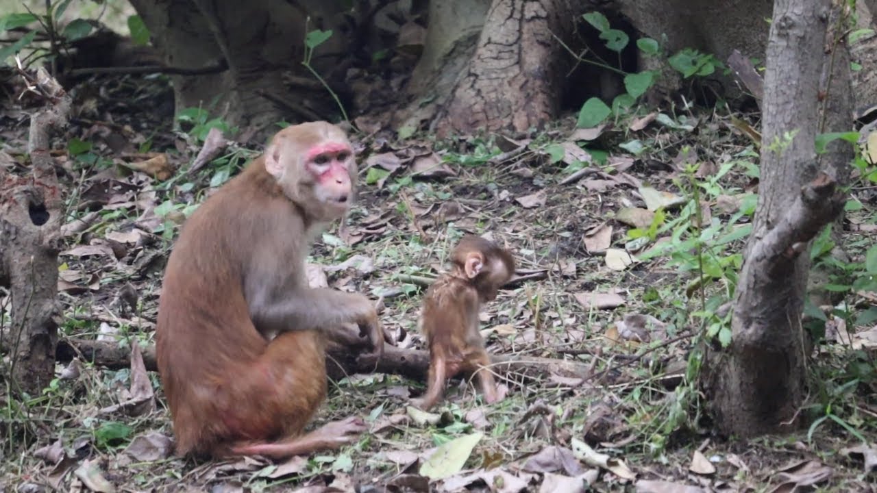 "Unbreakable Bond: Newborn Baby Monkey and Protective Mom" - YouTube