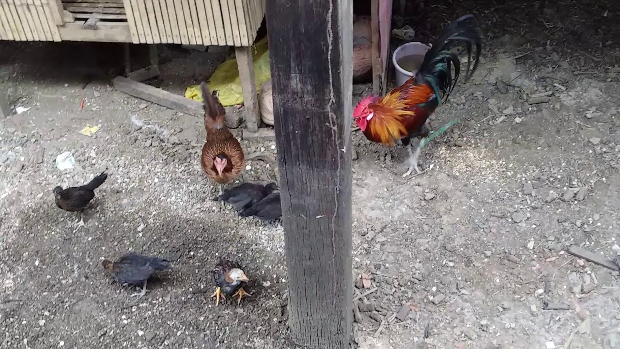 Ayam filipin - YouTube
