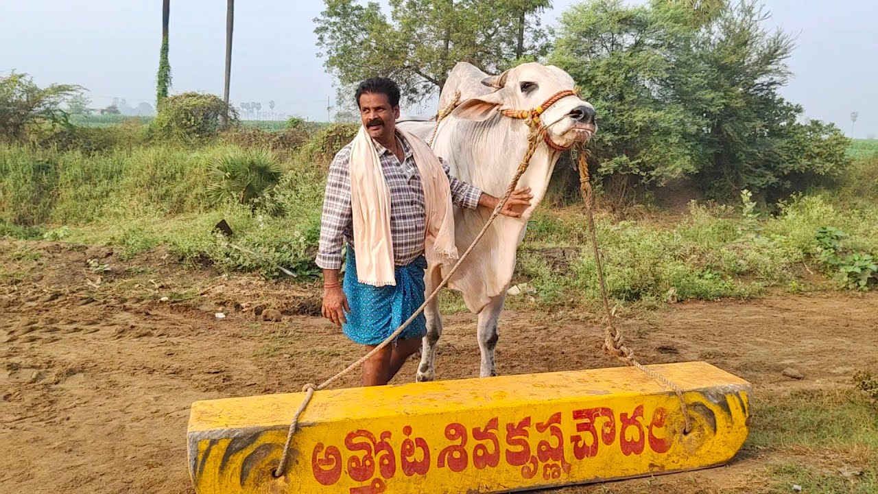 🔥Simha🔥 RK Bull's Vetapalem.... - YouTube