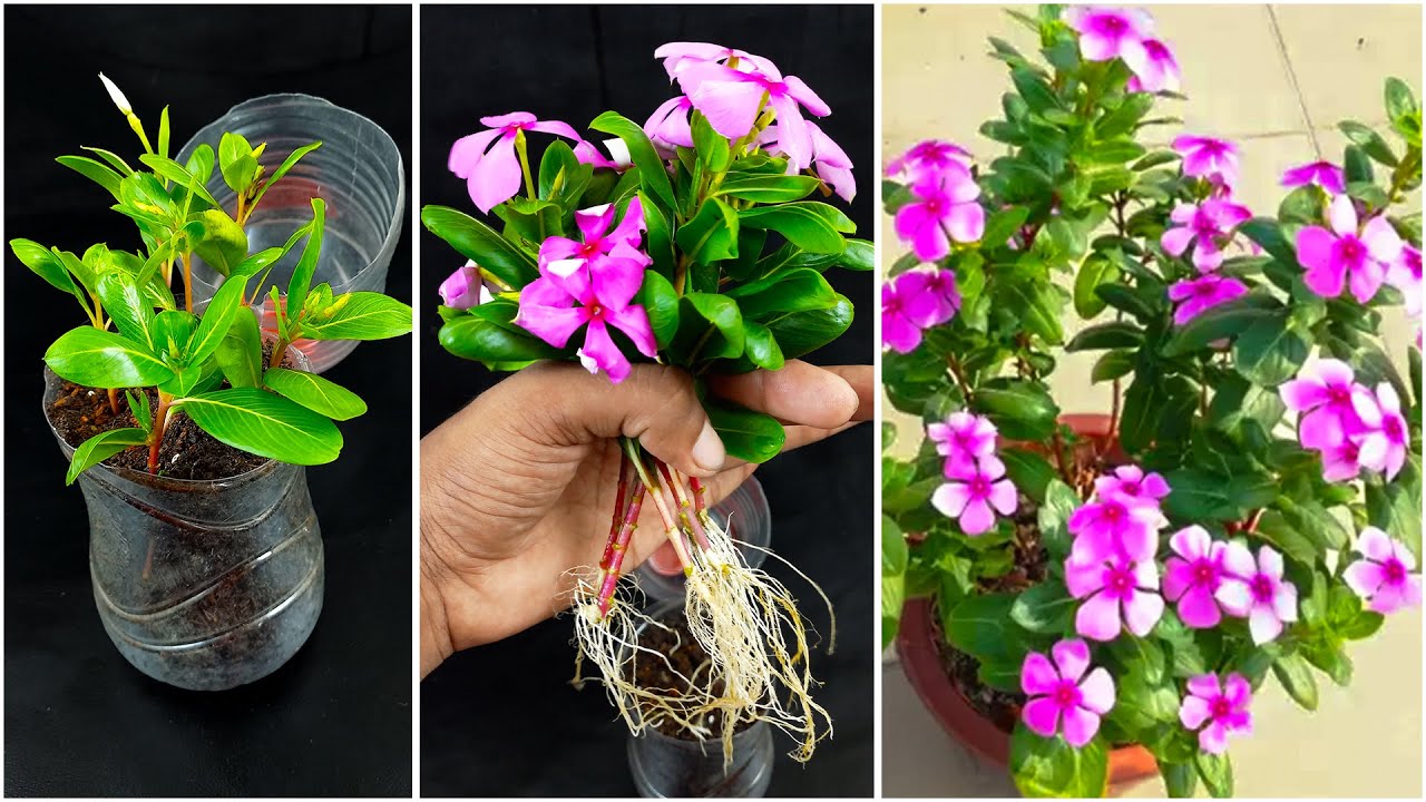 How to plant Periwinkle plants using Periwinkle cuttings In 7 days ...