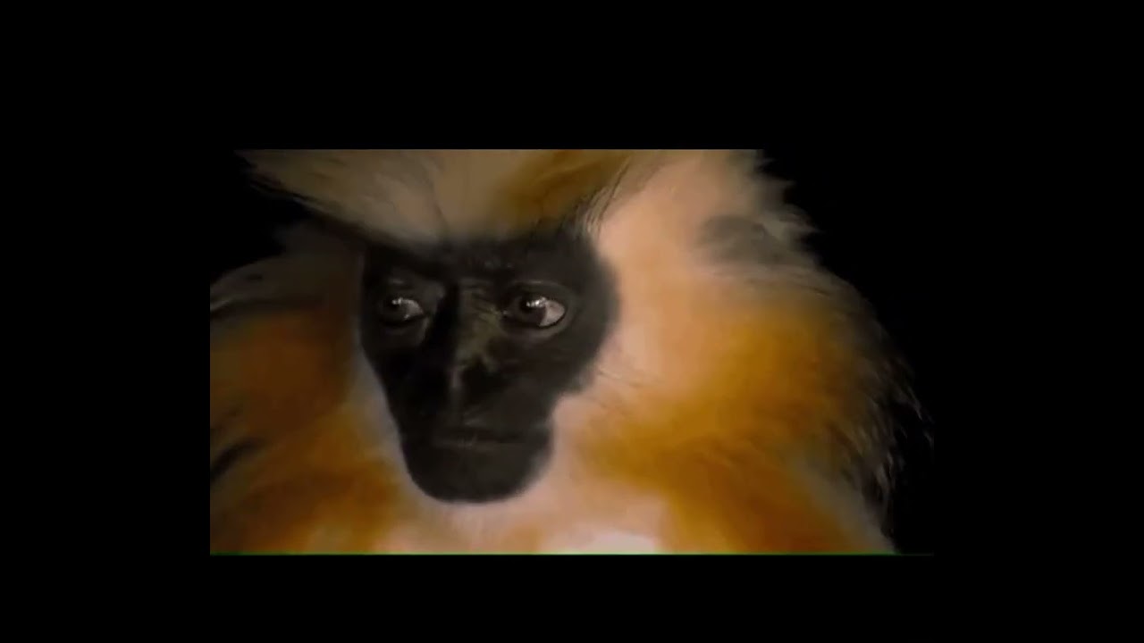 Gee’s golden langur; hard to study monkey, because it avoids humans ...