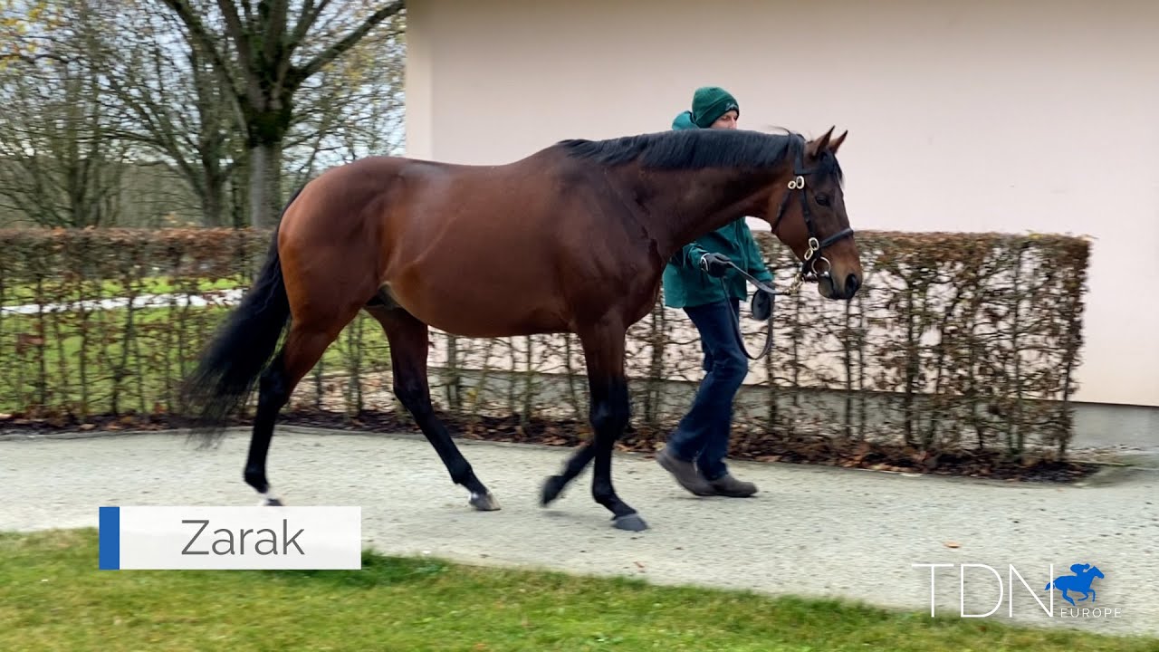 A Flying Start At Stud For Zarak - YouTube