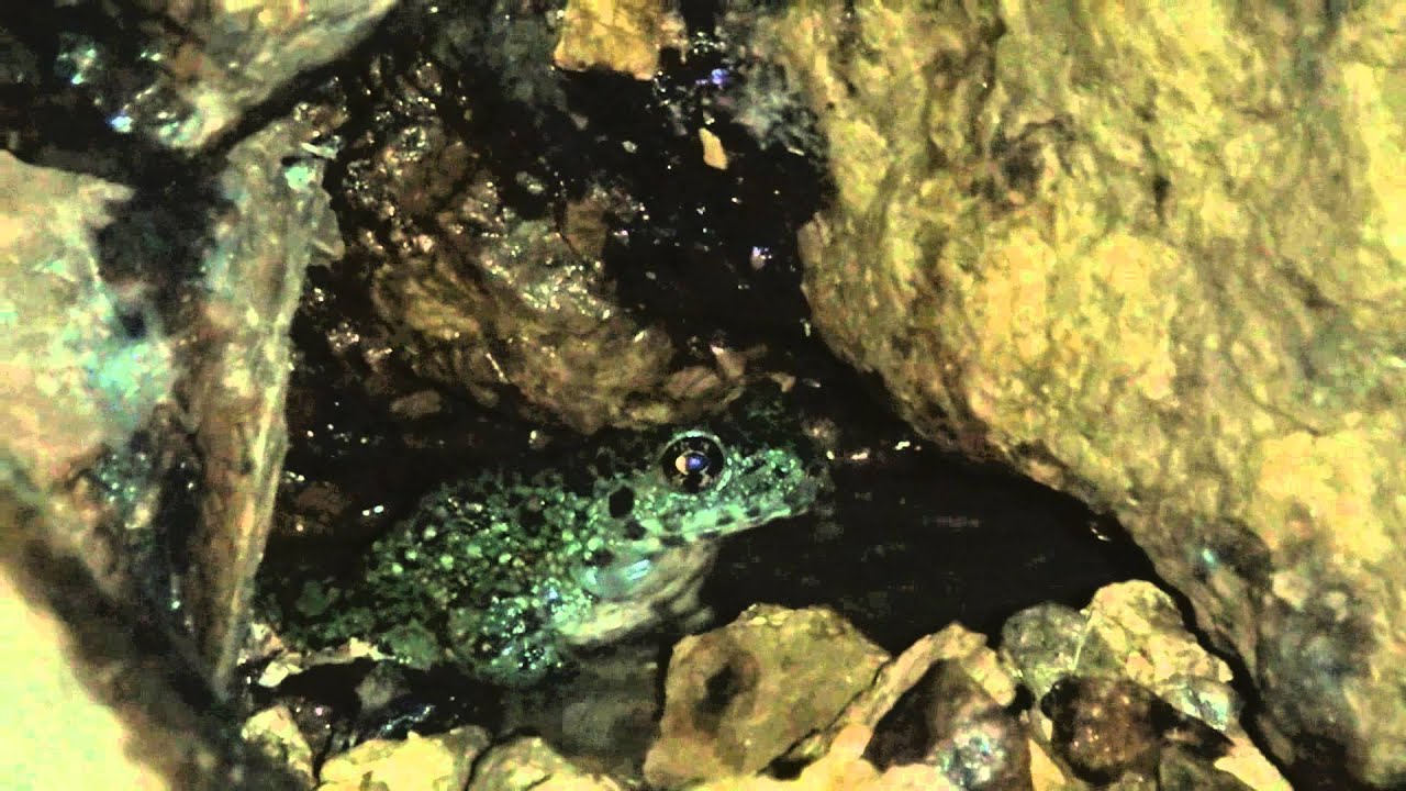 Odorrana splendida (Rana ishikawae, Amami-Ishikawa's frog) - YouTube