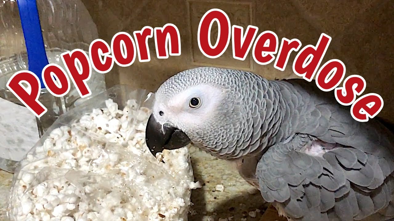 Popcorn Overdose - YouTube