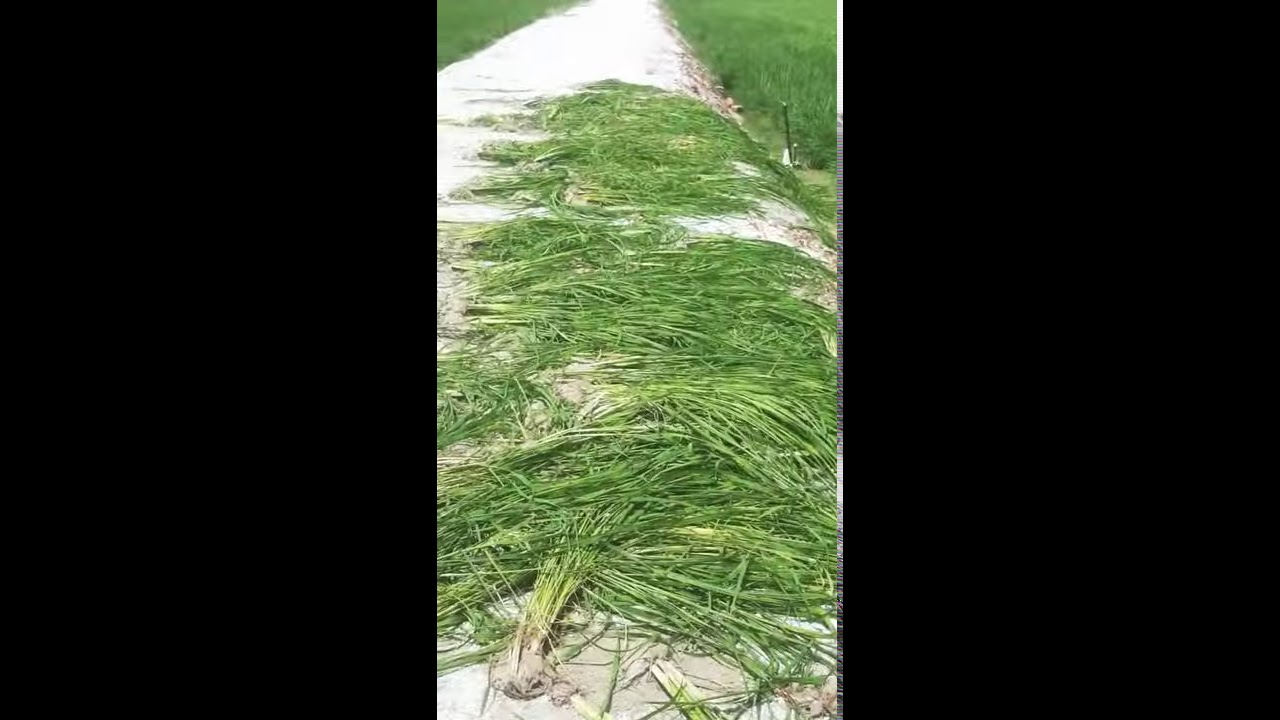 padi angin merosakkan padi asal.... - YouTube